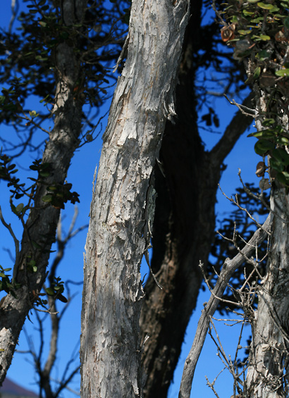 Garden Guy Hawaii: Ohia Trees (Metrosideros sp)