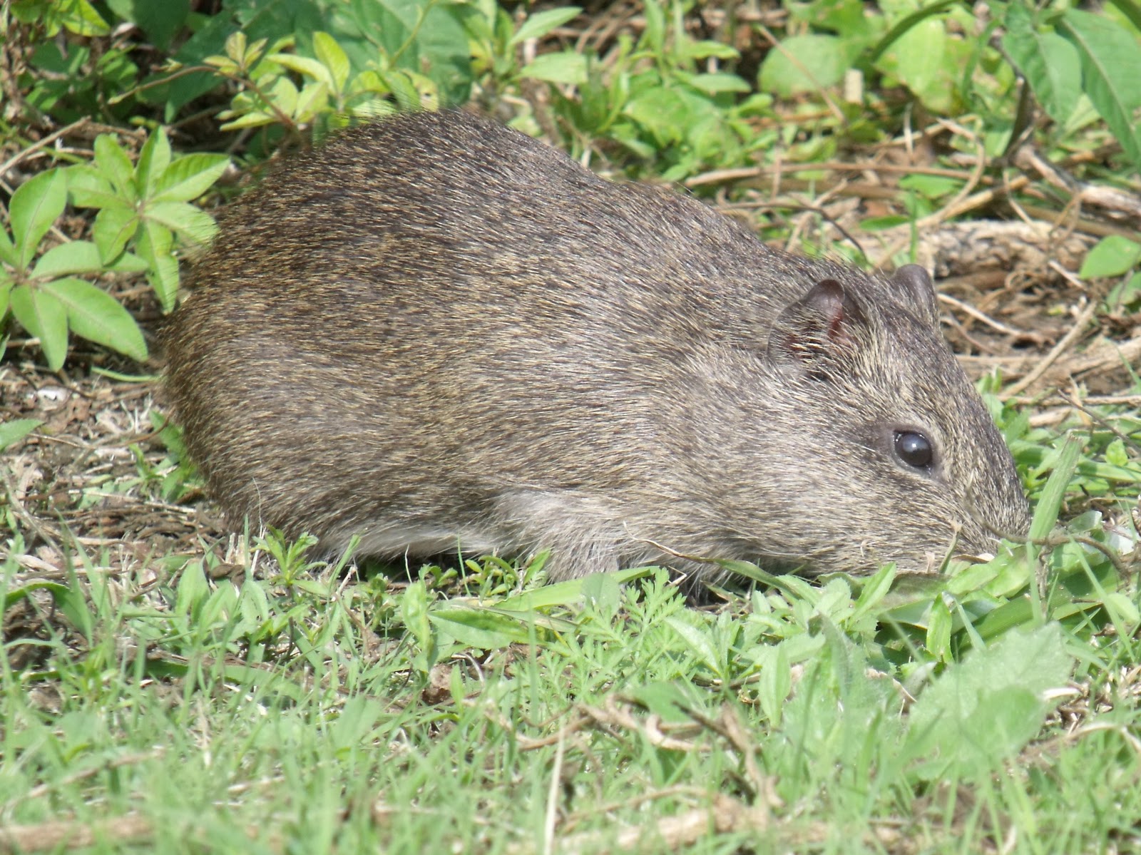 NATURALEZA Y CULTURA: El Cuis Grande