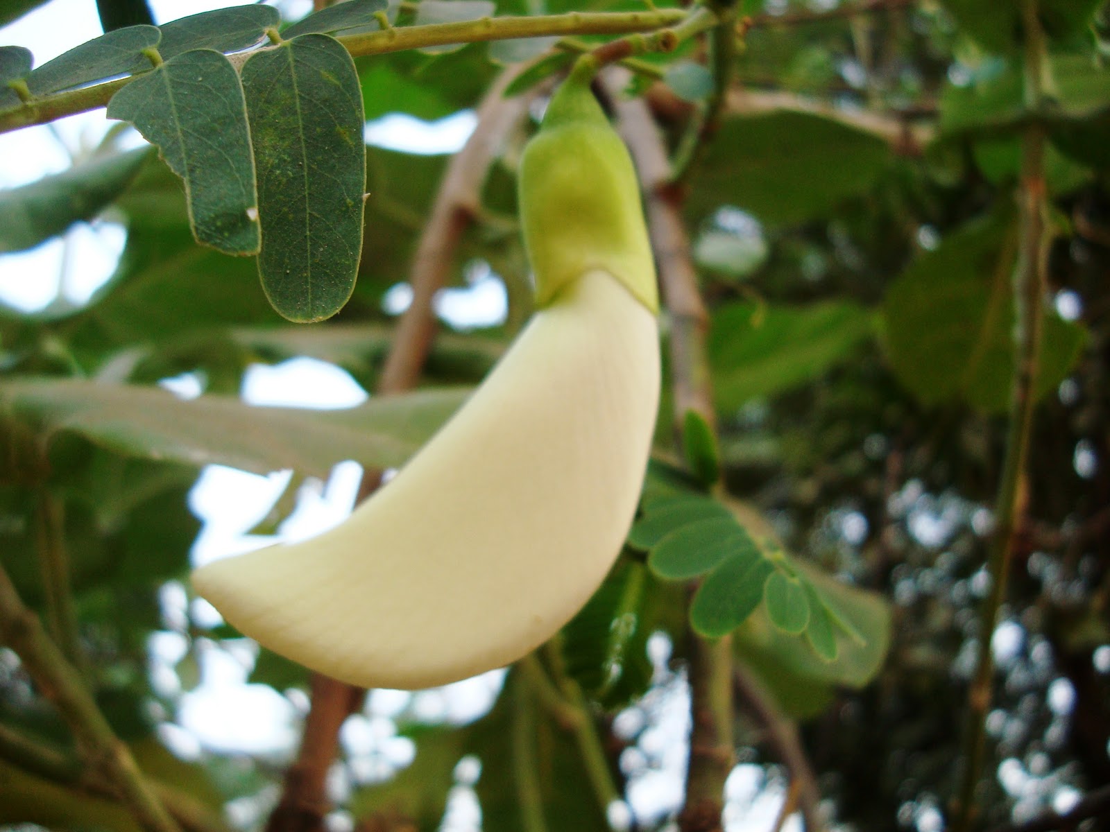 Plant Lovers: Agasti