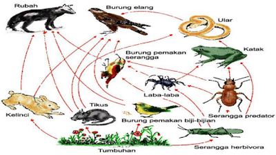 Contoh Rantai Makanan Ekosistem Darat dan Air - Jurnal