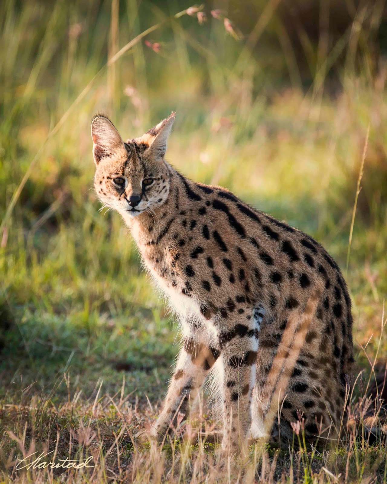 Elsen Karstad's 'Pic-A-Day Kenya': Serval Cat, Masai Mara Kenya