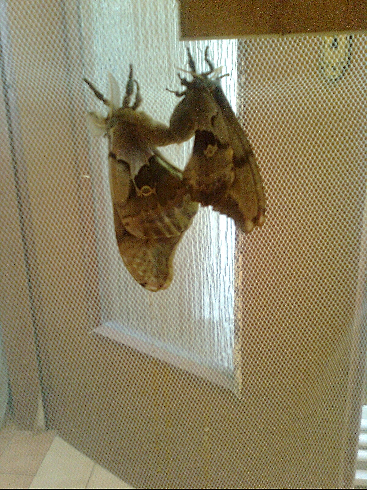 Disponibili uova di Falena polifemo - Wild & Urban Life