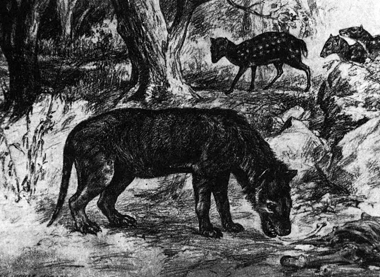 Nature: Observations and Meanings: CREODONT FAMILY: The Paradox of Time