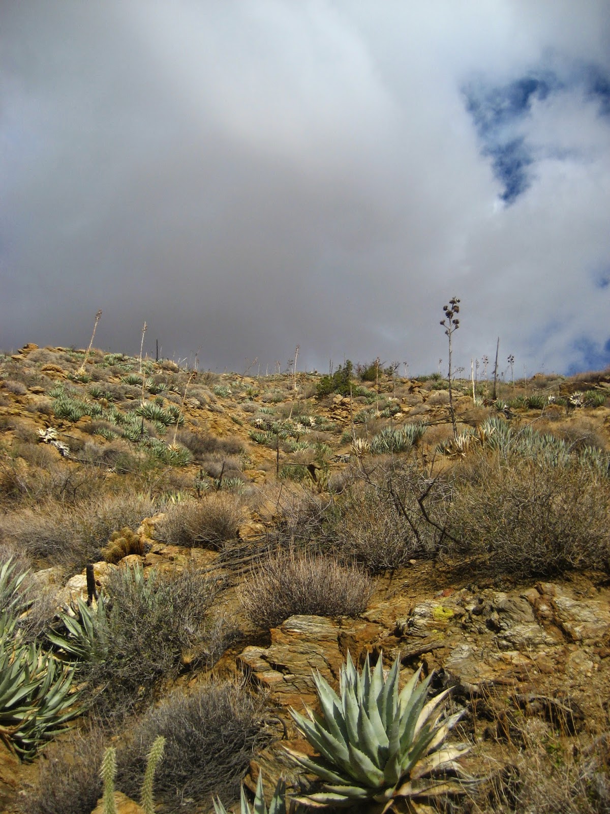 Pacific Crest Trail: 2014: Idyllwild to Scissors Crossing