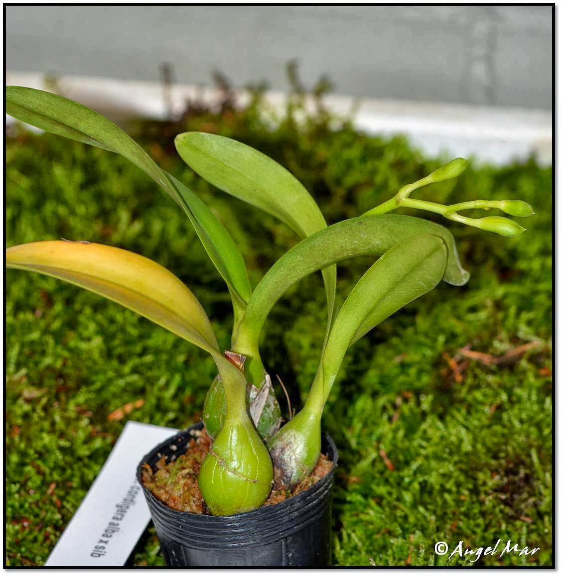 Orquídeas Blog de Angel Mar: Encyclia cordigera variedad alba (Una ...