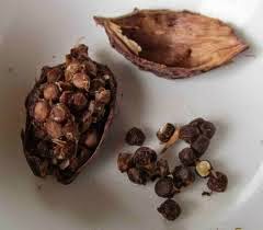 HERBS VIETNAM: CARDAMOM (FRUCTUS AMOMI AROMATICI)