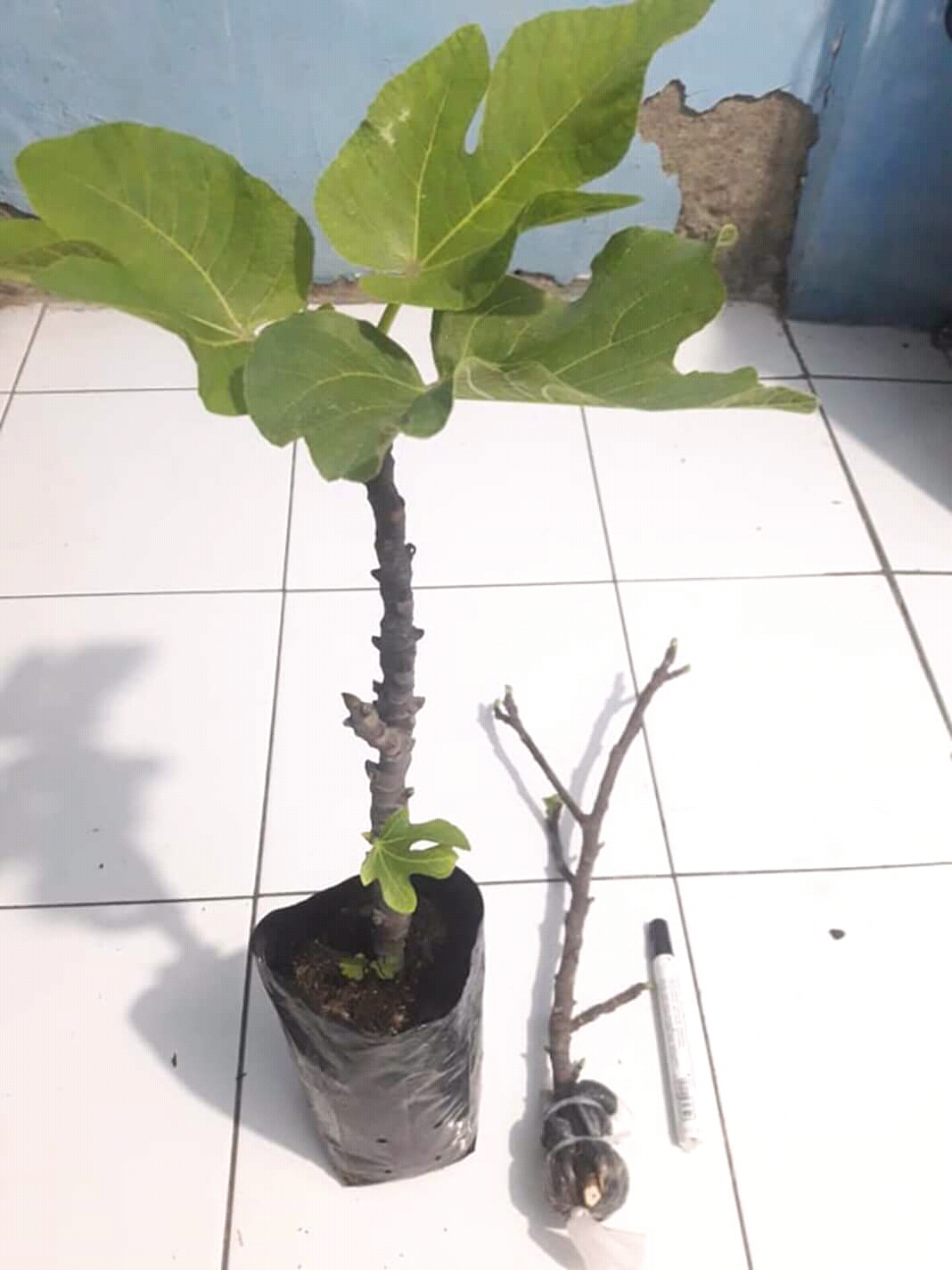 Victoria Fig - Var Tin