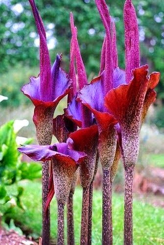 Voodoo Lily | Backyards Click