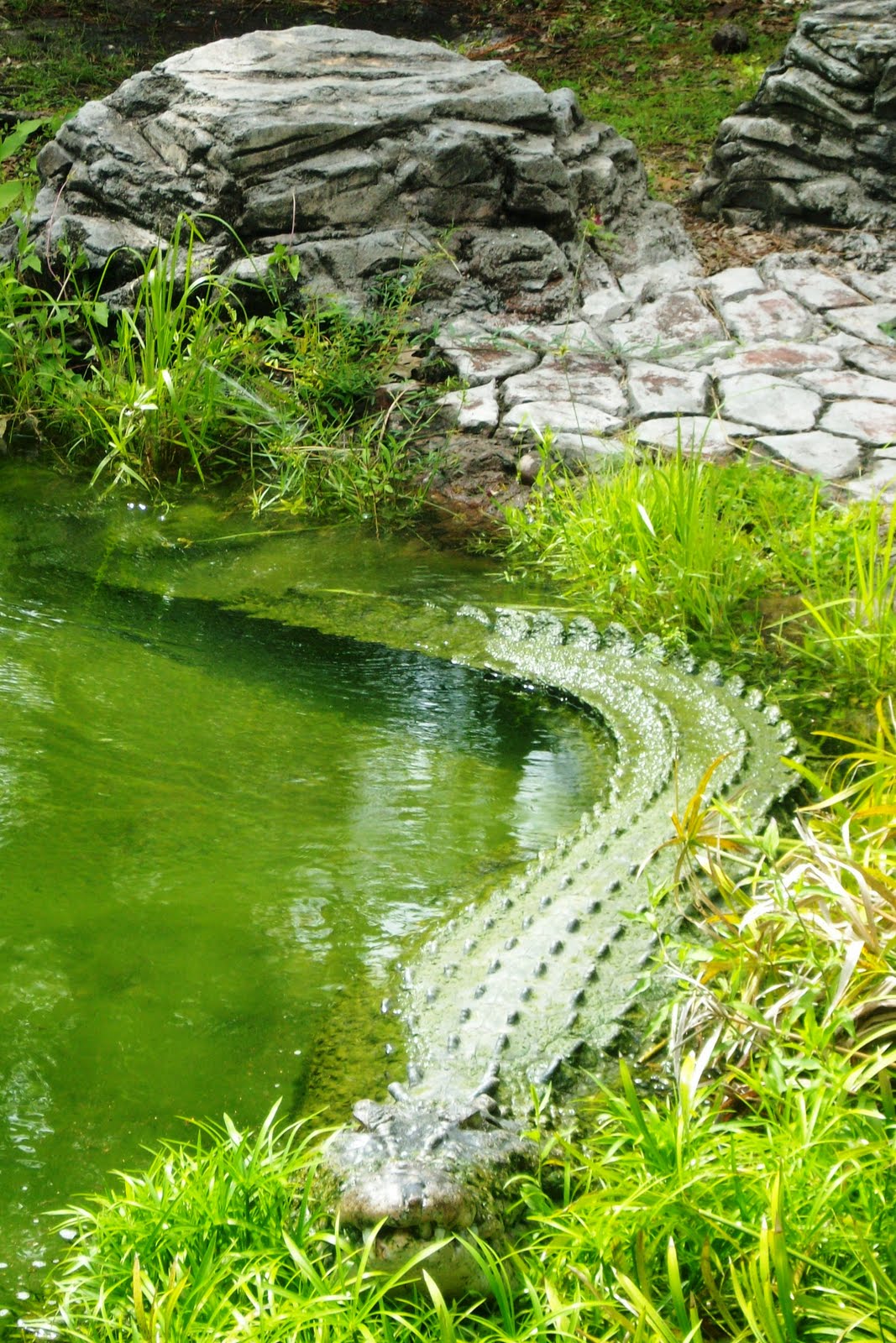 ZooZooReview: Gatorland Zoo