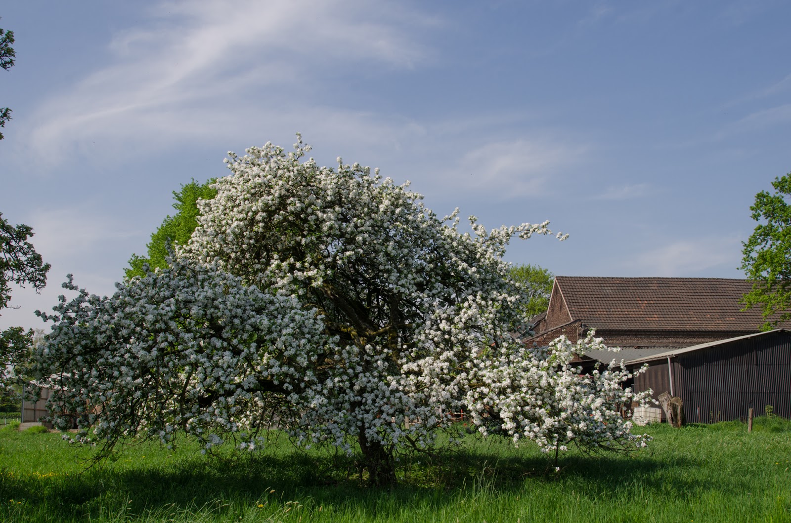 Malus domestica - ein alter Apfelbaum