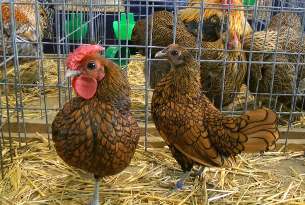 VIDEO INTERACTIV - Expozitie de pasari de curte, porumbei si iepuri ...