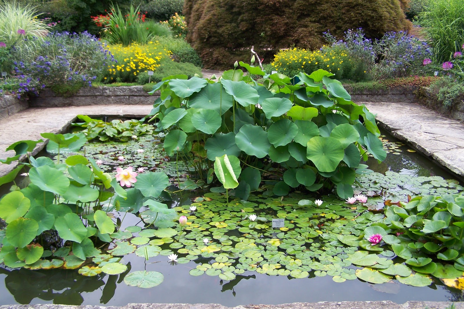ARTE Y JARDINERÍA : FLOR DE LOTO Y SUS CARACTERÍSTICAS