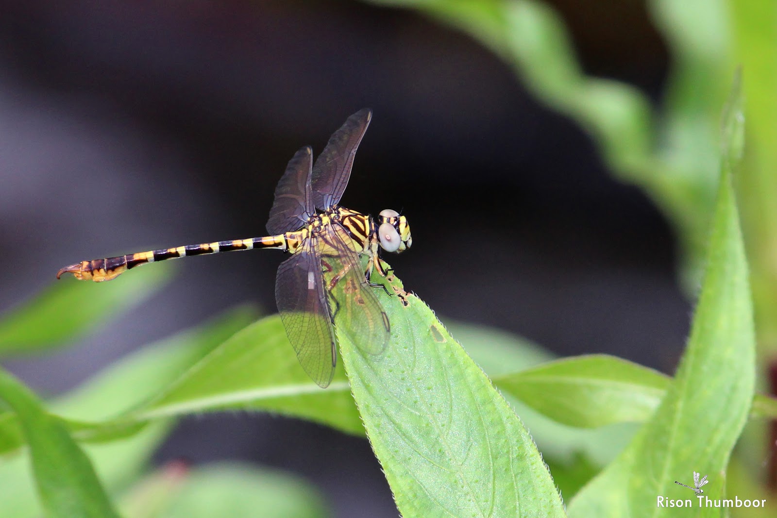 Dragonflies and Damselflies Of Kerala: Common Hooktail or Lined ...