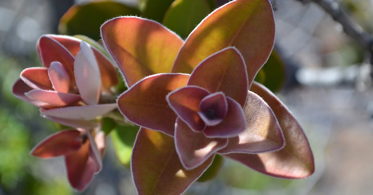 Family Travel Blog : Hawaii Daily Photo: Beauty at Hawaii Volcano's ...