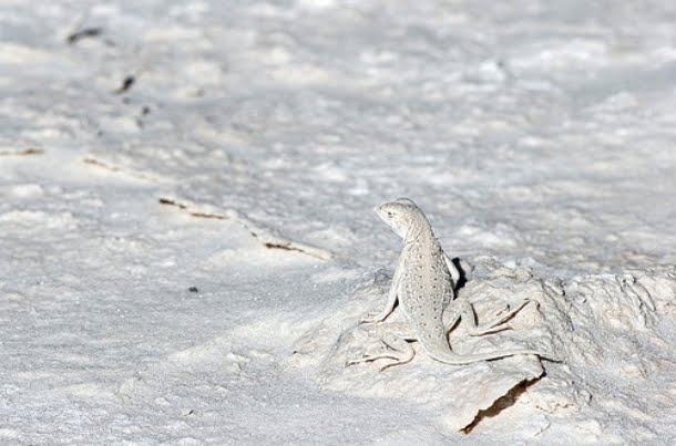 ArtOmega: Menakjubkan, Hewan Kamuflase Apakah Anda Melihatnya?