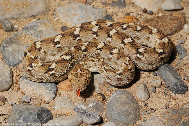 macroinstantes: Echis carinatus