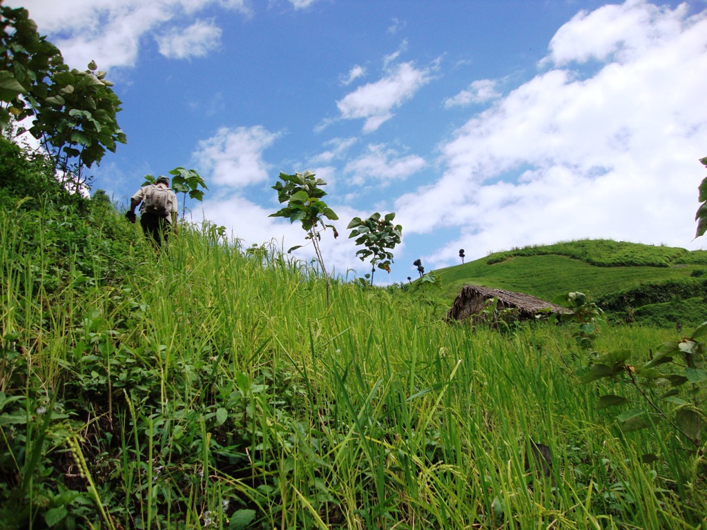 THE WANCHO: JHUM CULTIVATION AMONG WANCHO TRIBE OF ARUNACHAL PRADESH