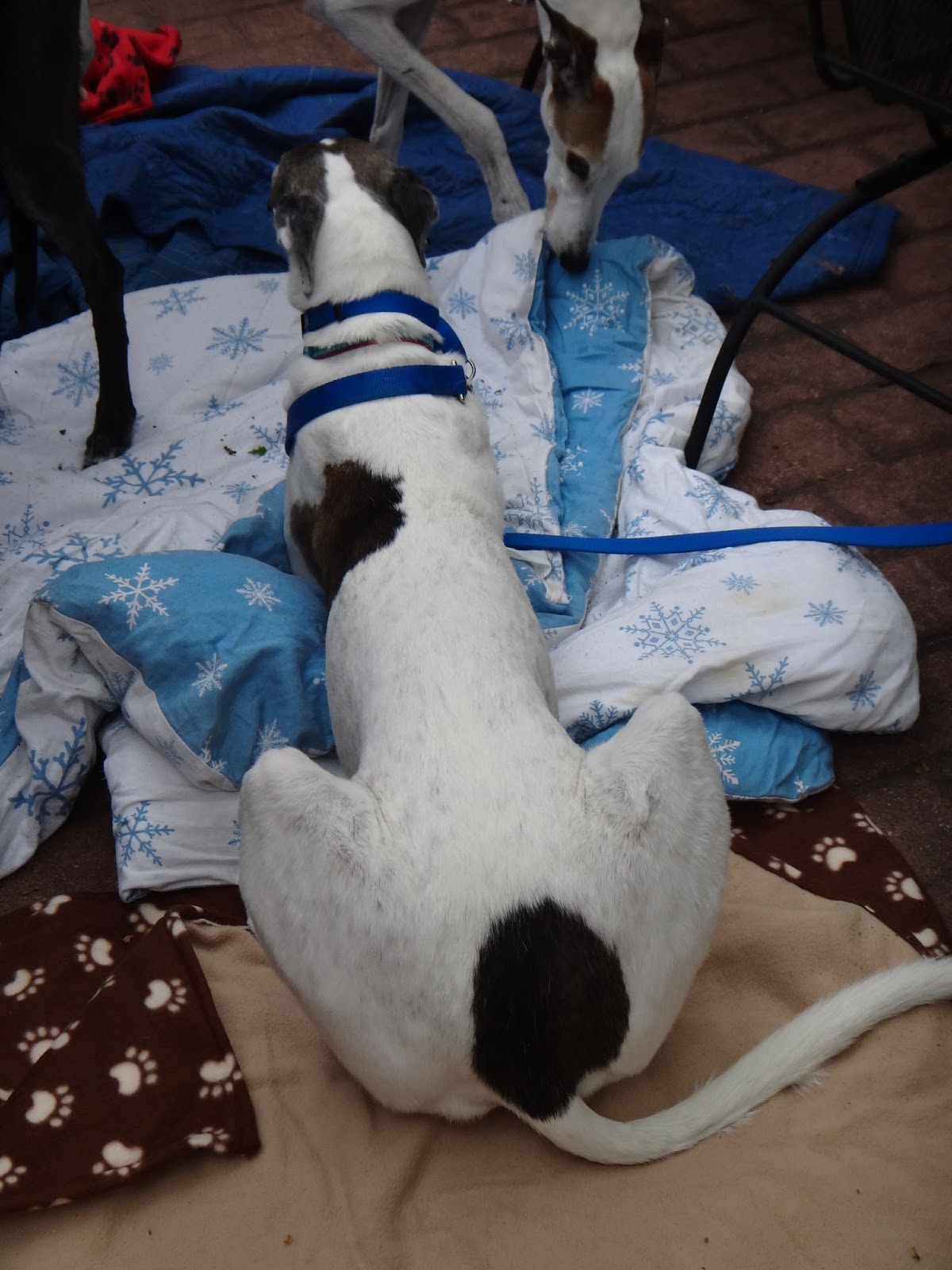 Northern Lights Greyhound Adoption Dog Blog: NLGA Photo Roundup ...