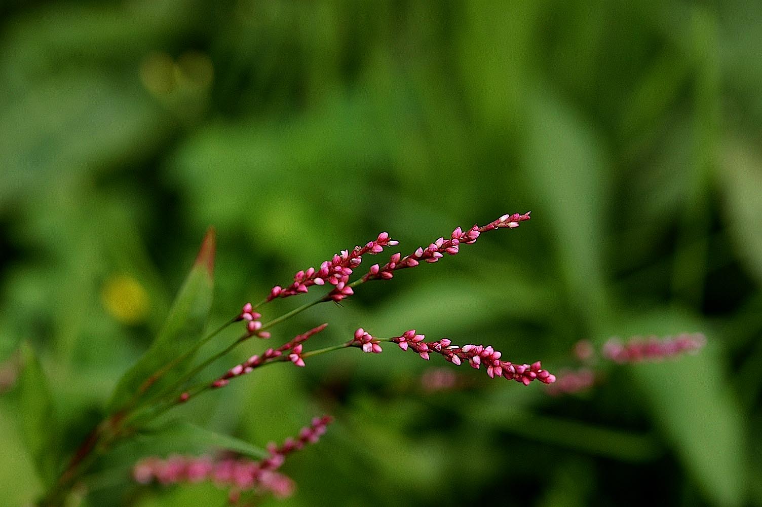 Field Biology in Southeastern Ohio: A Few Smartweeds
