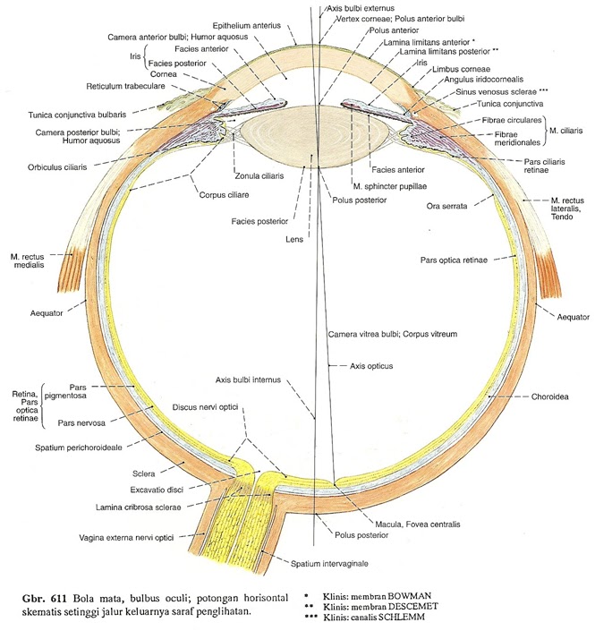 Anatomi Sistem Penglihatan - Abhique