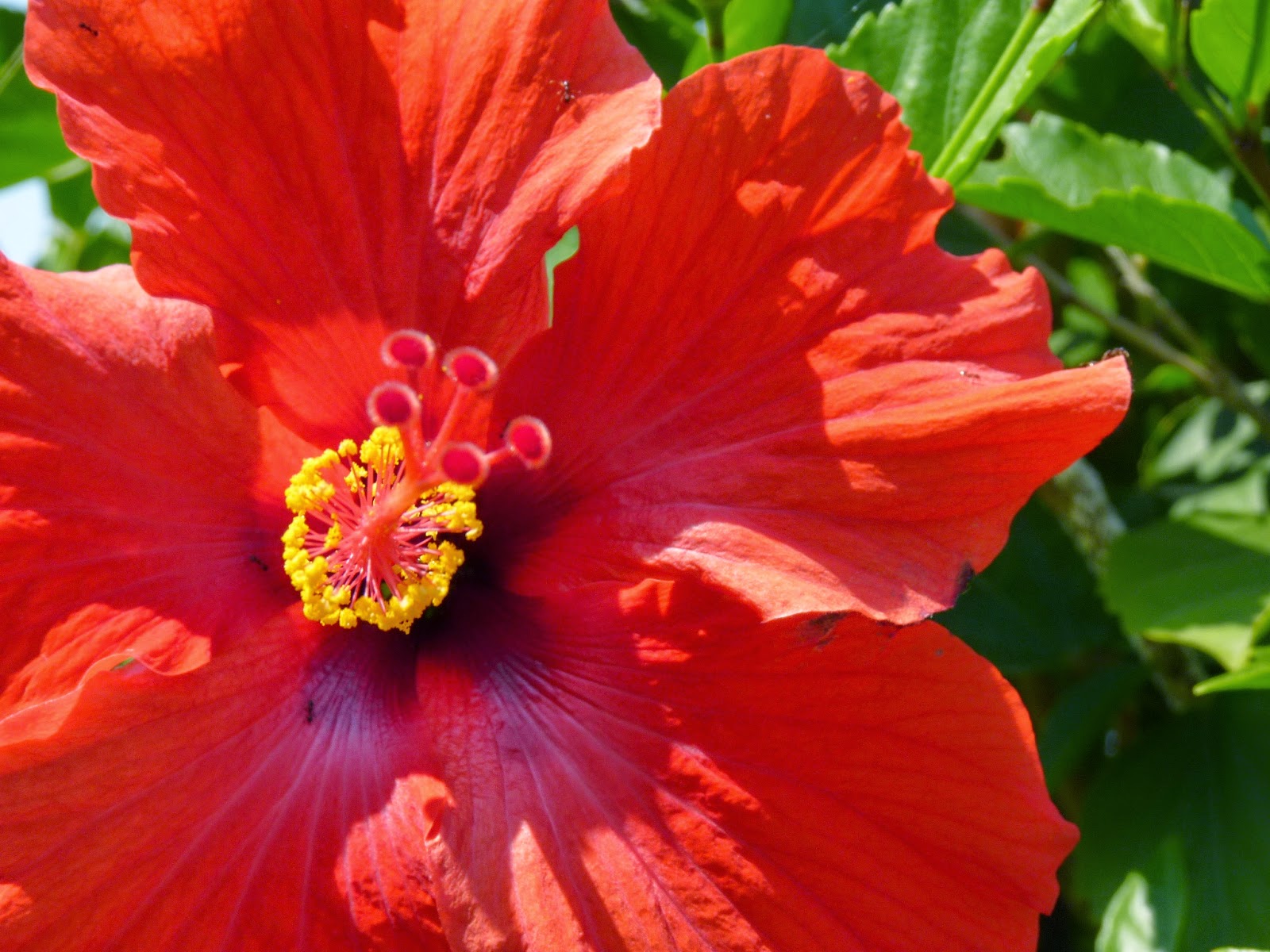 Birding For Pleasure: Flowers at Pottery Lodge, Malawi