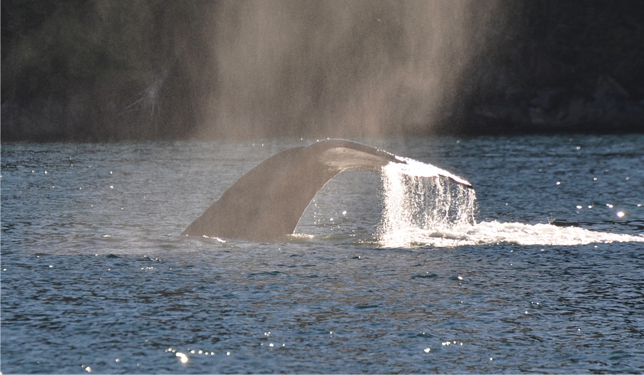 Campbell River Whale Watching and Adventure Tours: OUR ADVENTURE TOURS ...
