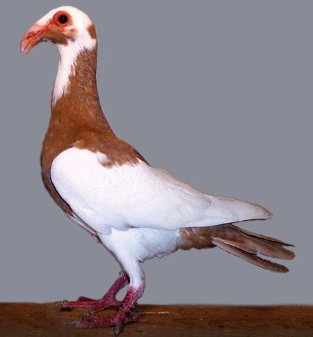 9 Bizarre and Beautiful Fancy Pigeons - ༺♥༻ Maya Rani ༺♥༻