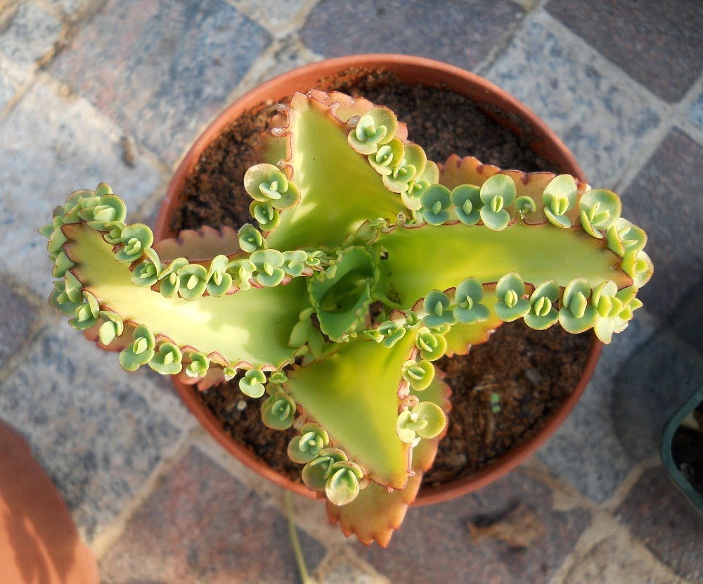 Plantas para hombres: Kalanchoe daigremontiana, aranto, espinazo del ...