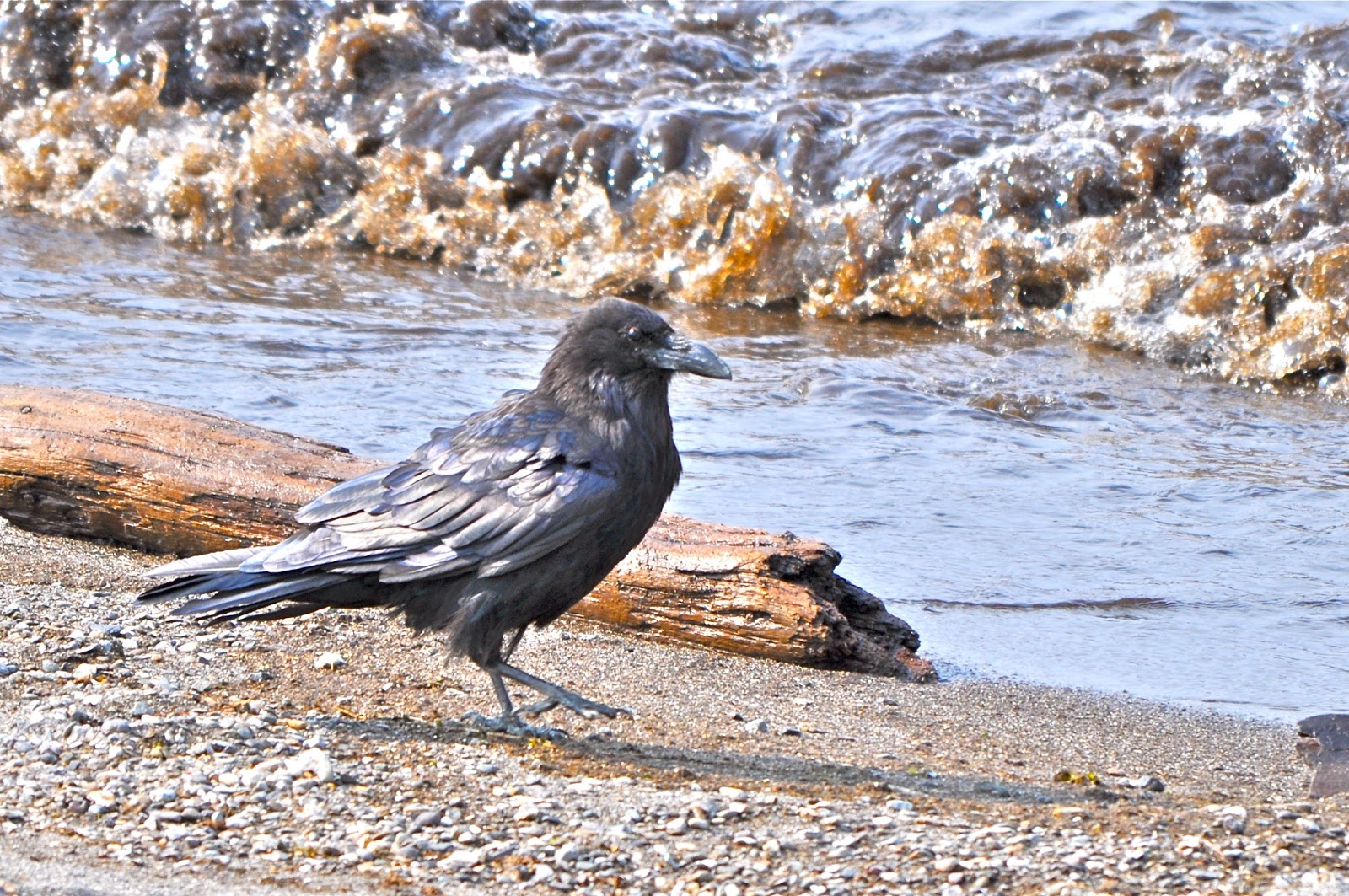 LuAnn Kessi: Yellowstone 5....Sketch Books