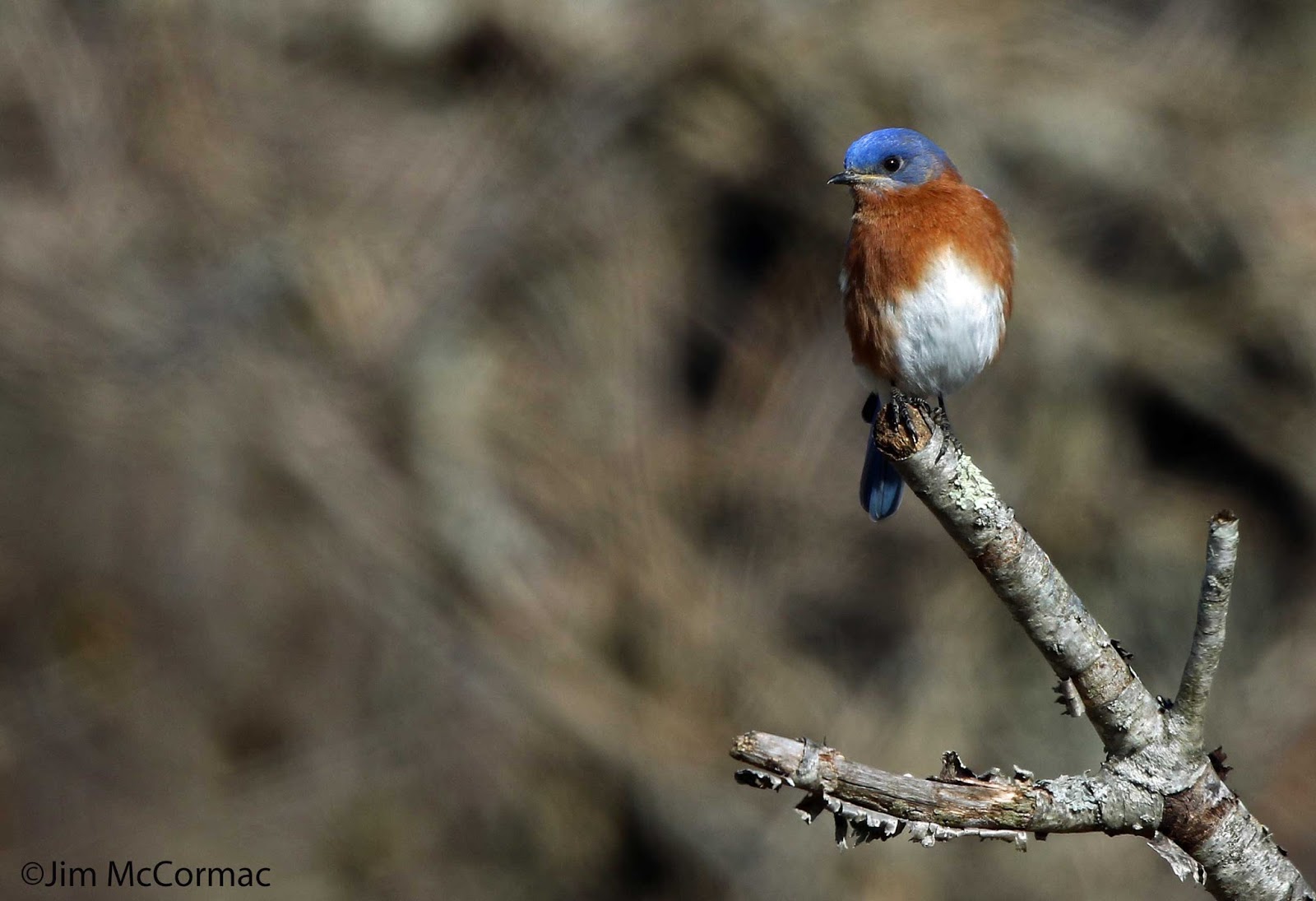 Ohio Birds and Biodiversity: Bluebirds hunting and eating