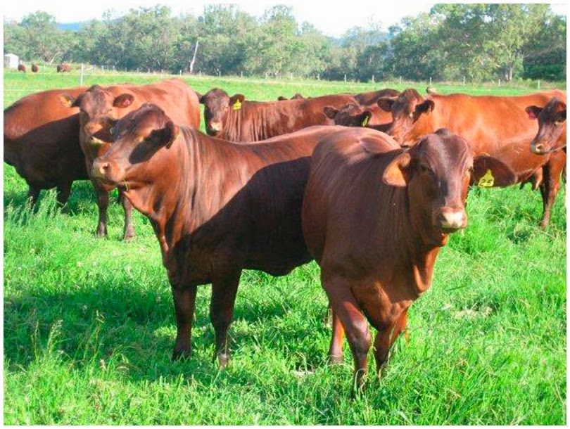 Generalidades de la Ganadería Bovina.: Red Poll