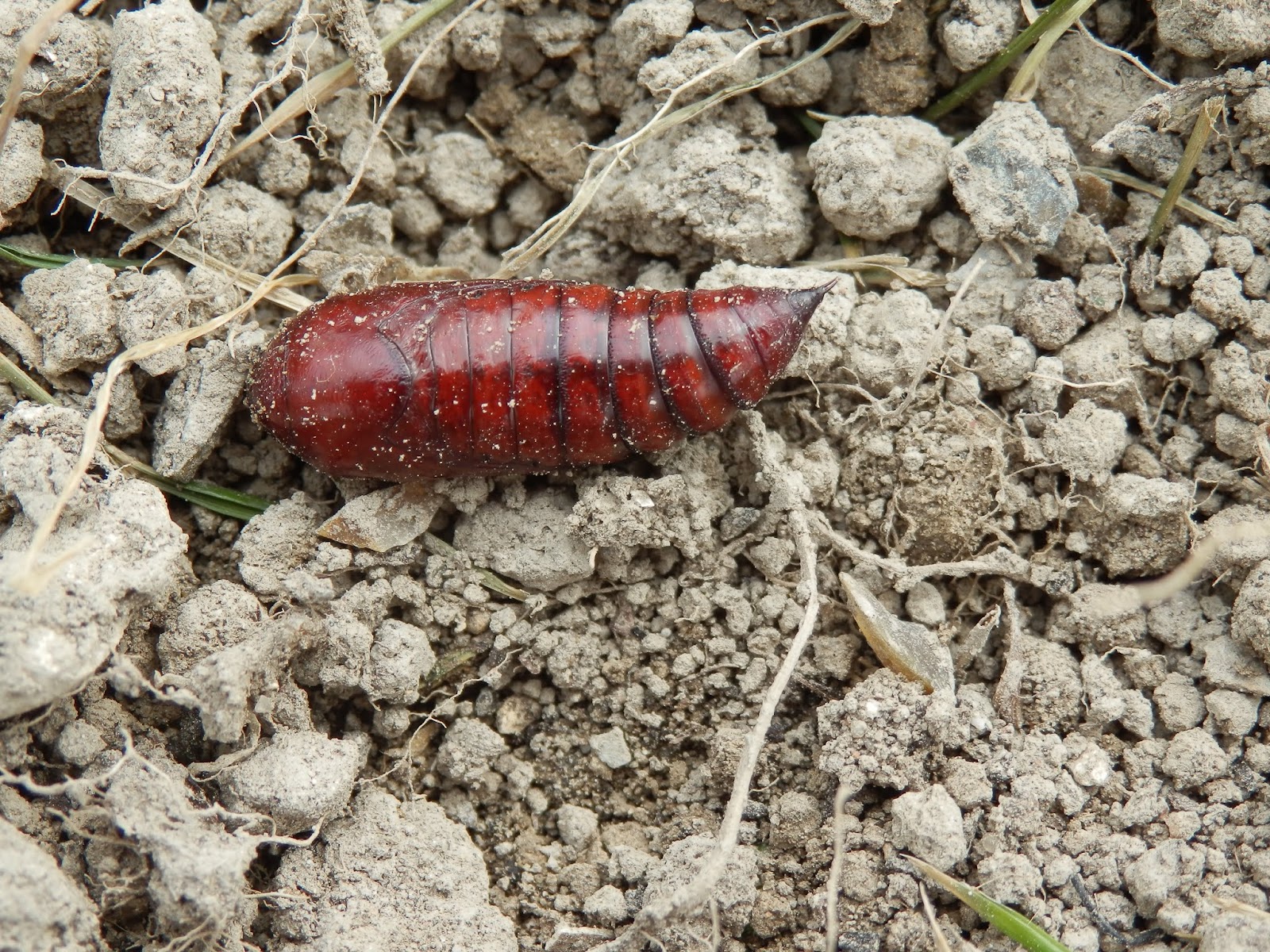 Angle Shades moth Pupa