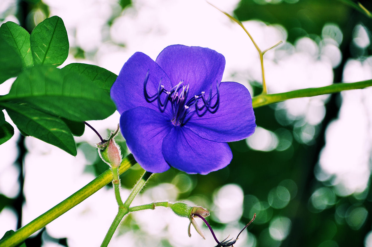 Imagenes de flores color moradas - Imagui