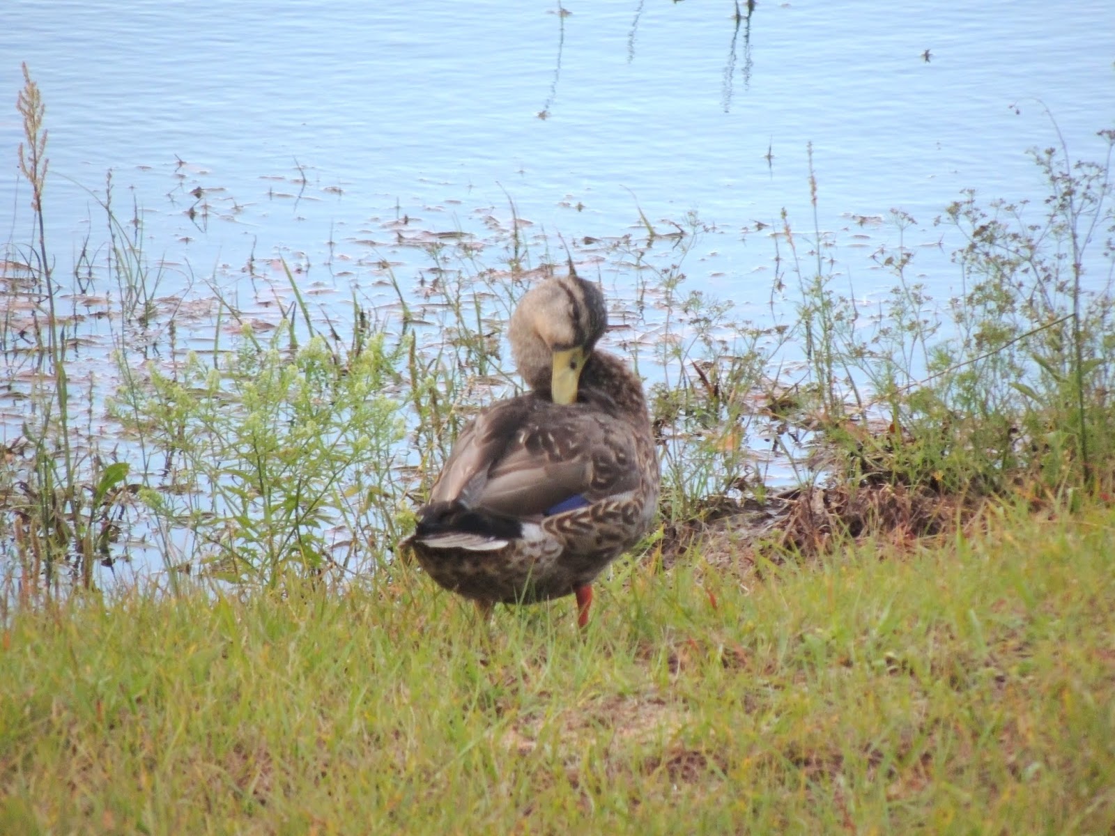 Our Florida Yard: Hybrids? Mottled and Mallard Ducks