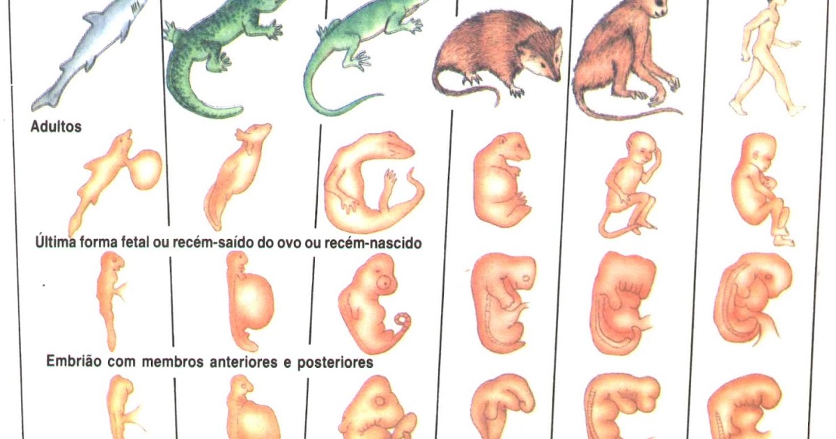 Anatomia Comparada: Embriologia comparada