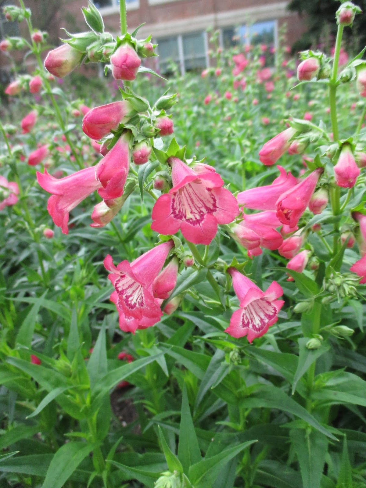 Rotary Botanical Gardens - Hort Blog: Penstemon for Hummingbirds!