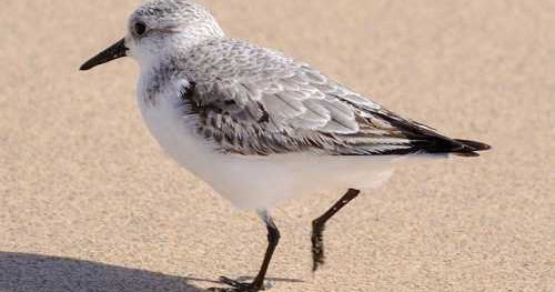 Sanderling | American birds | Birds of India | Bird World