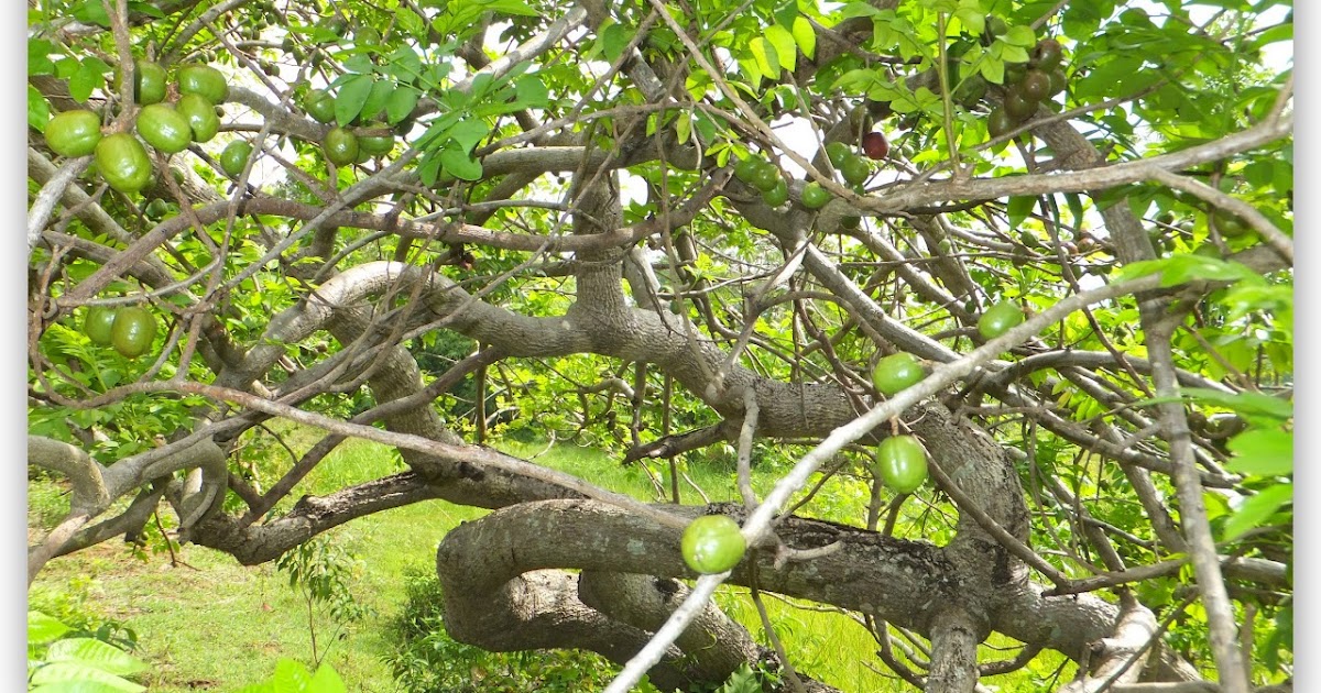 Grateful Home: Siniguelas