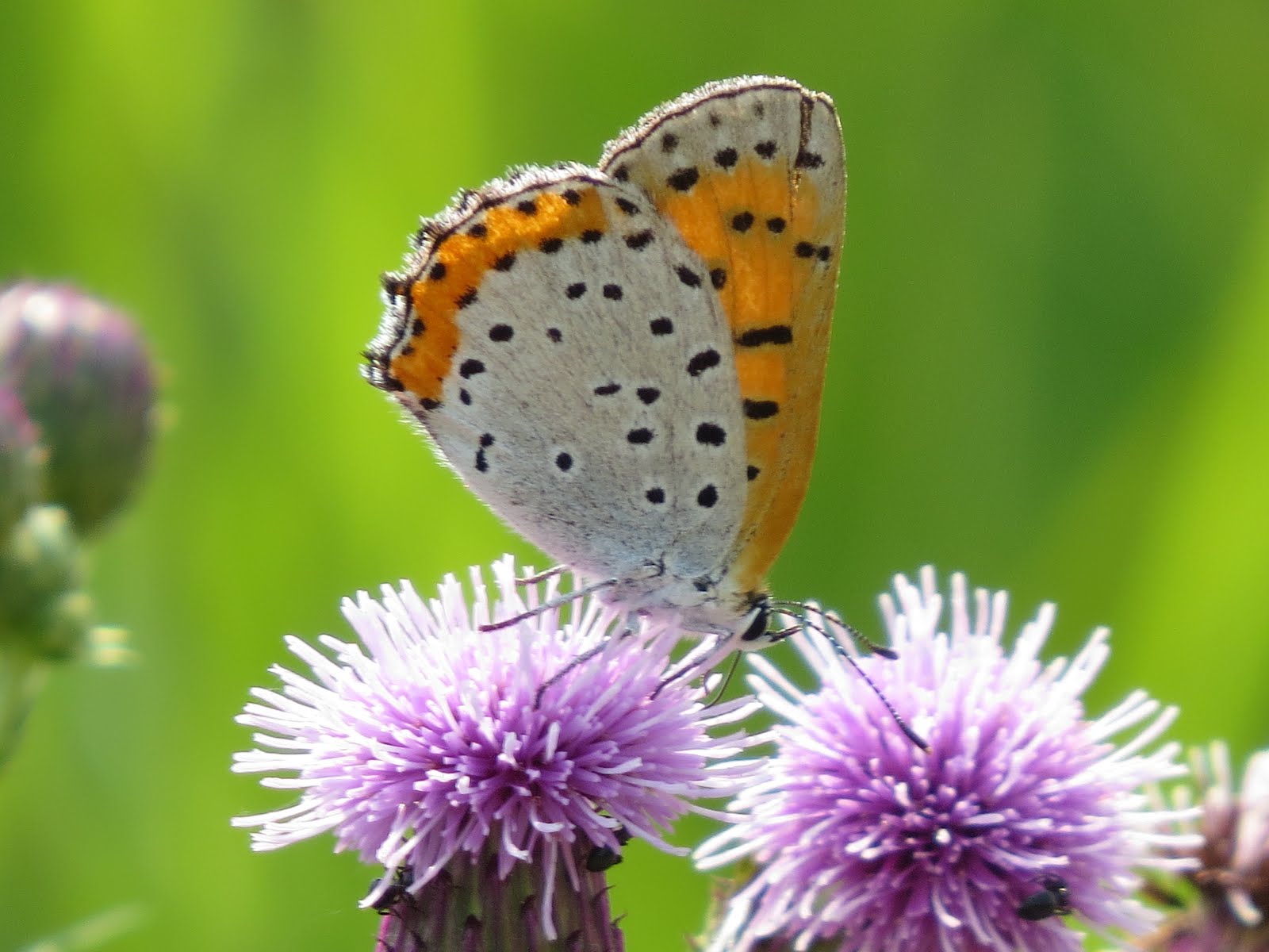 MICHIGAN BUTTERFLIES AND SKIPPERS: July 2012