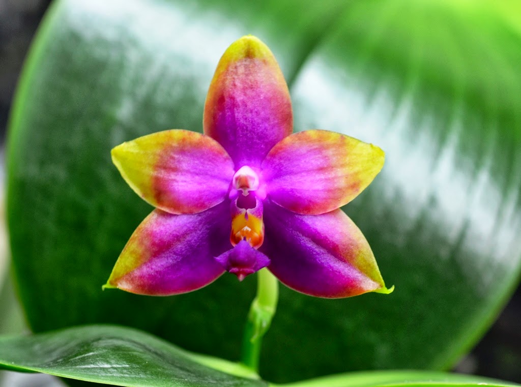 Phal. Princess Kaiulani - Orchid Board - Most Complete Orchid Forum on ...
