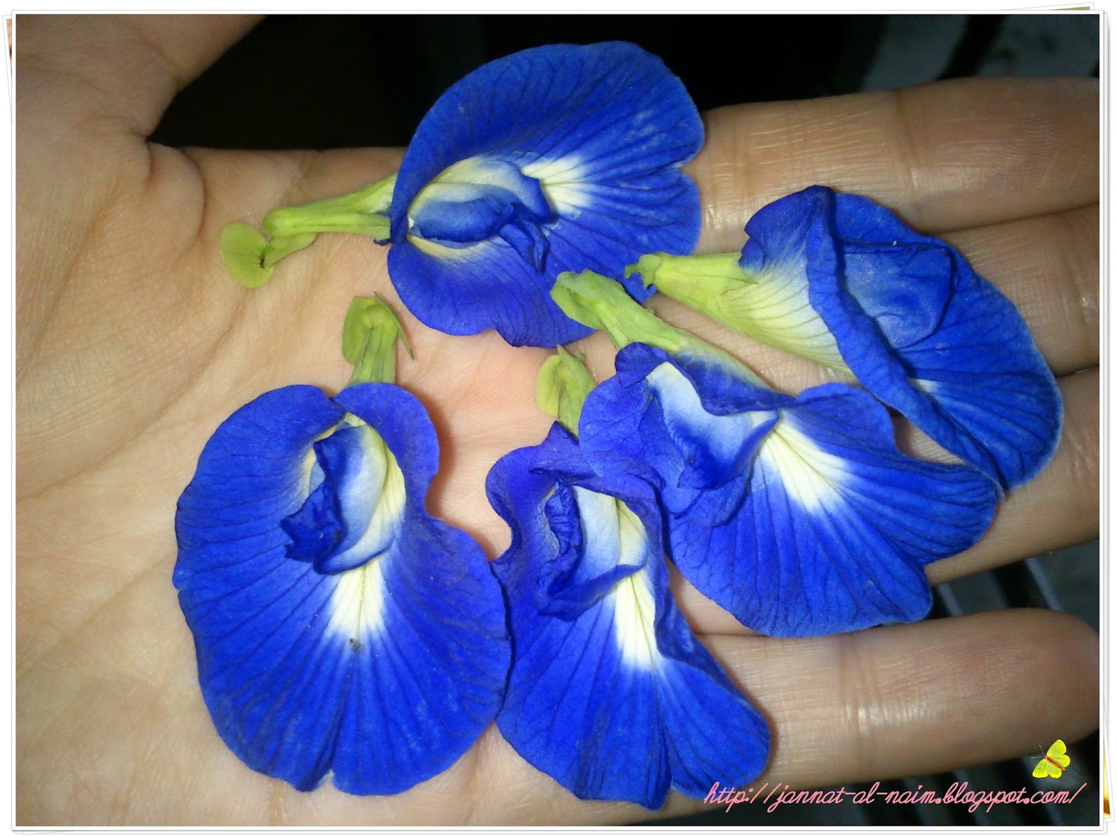 18+ Inspirasi Gambar Tanaman Bunga Telang