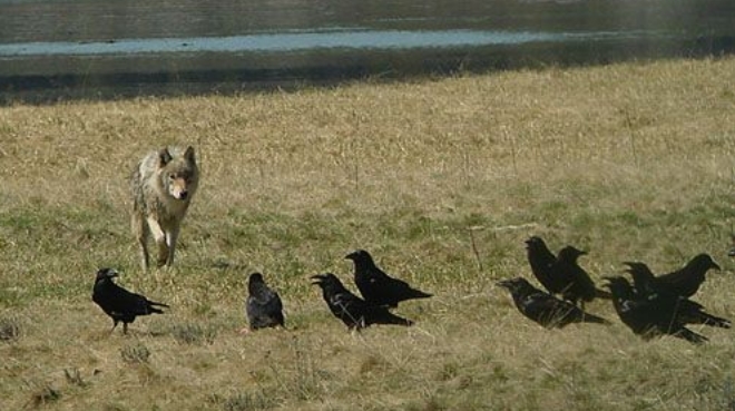 White Wolf : Wolves and Ravens; A Fascinating Relationship (Photos)