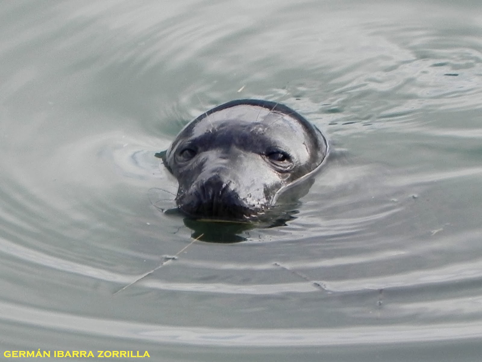 FAUNA COMPACTA el blog de Germán Ibarra Zorrilla: Foca gris ...
