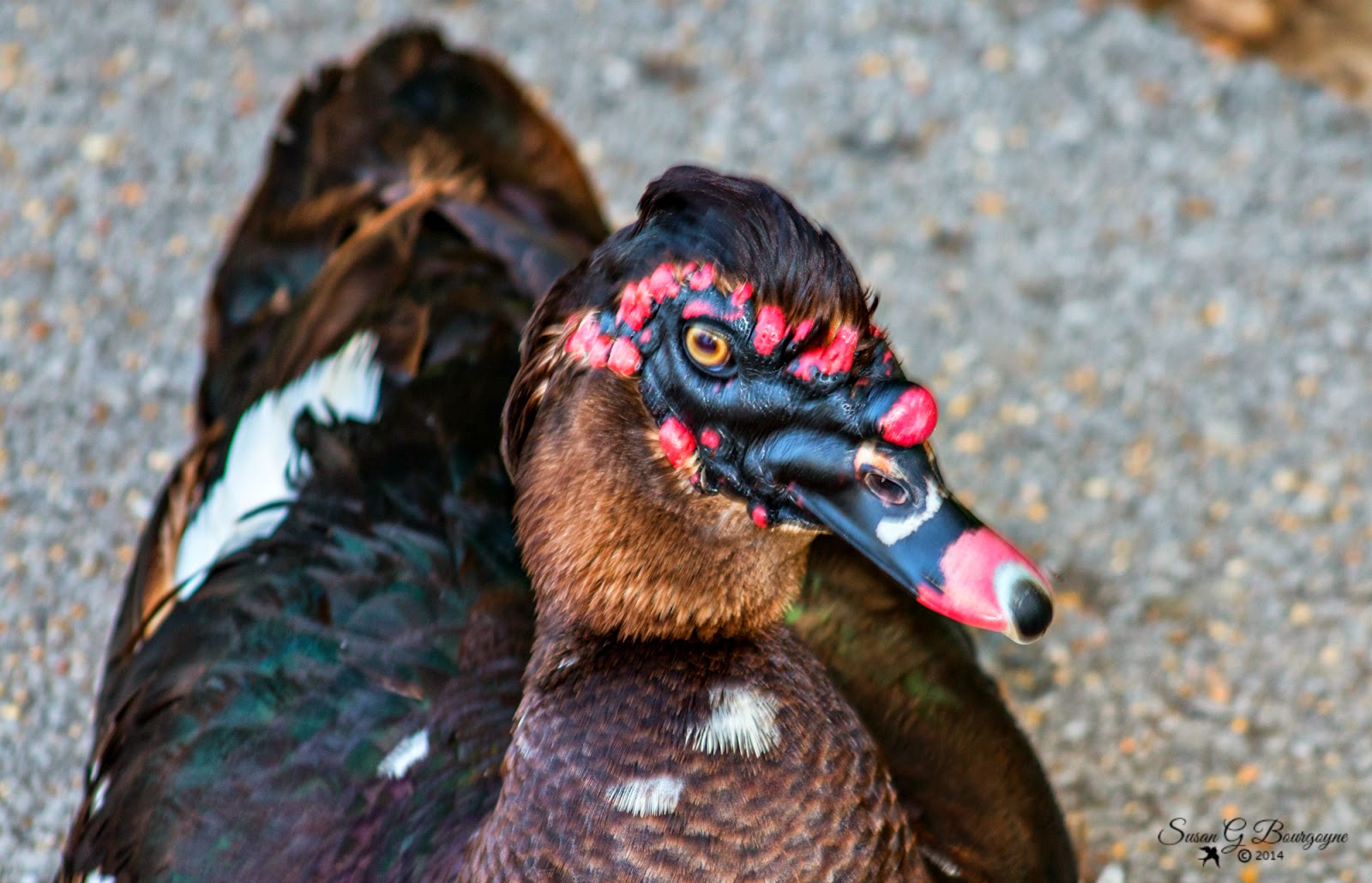 A Breath of Nature: Muscovy Ducks