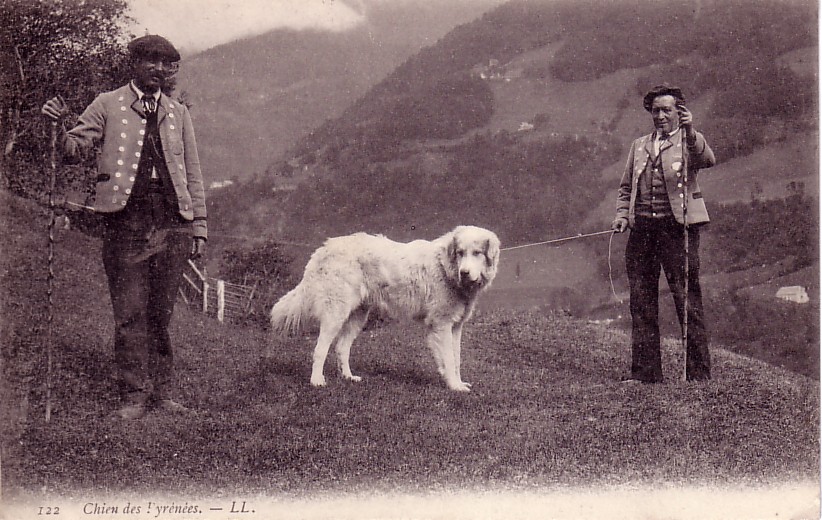 The Beret Project: The Pyrenean Mountain Dog