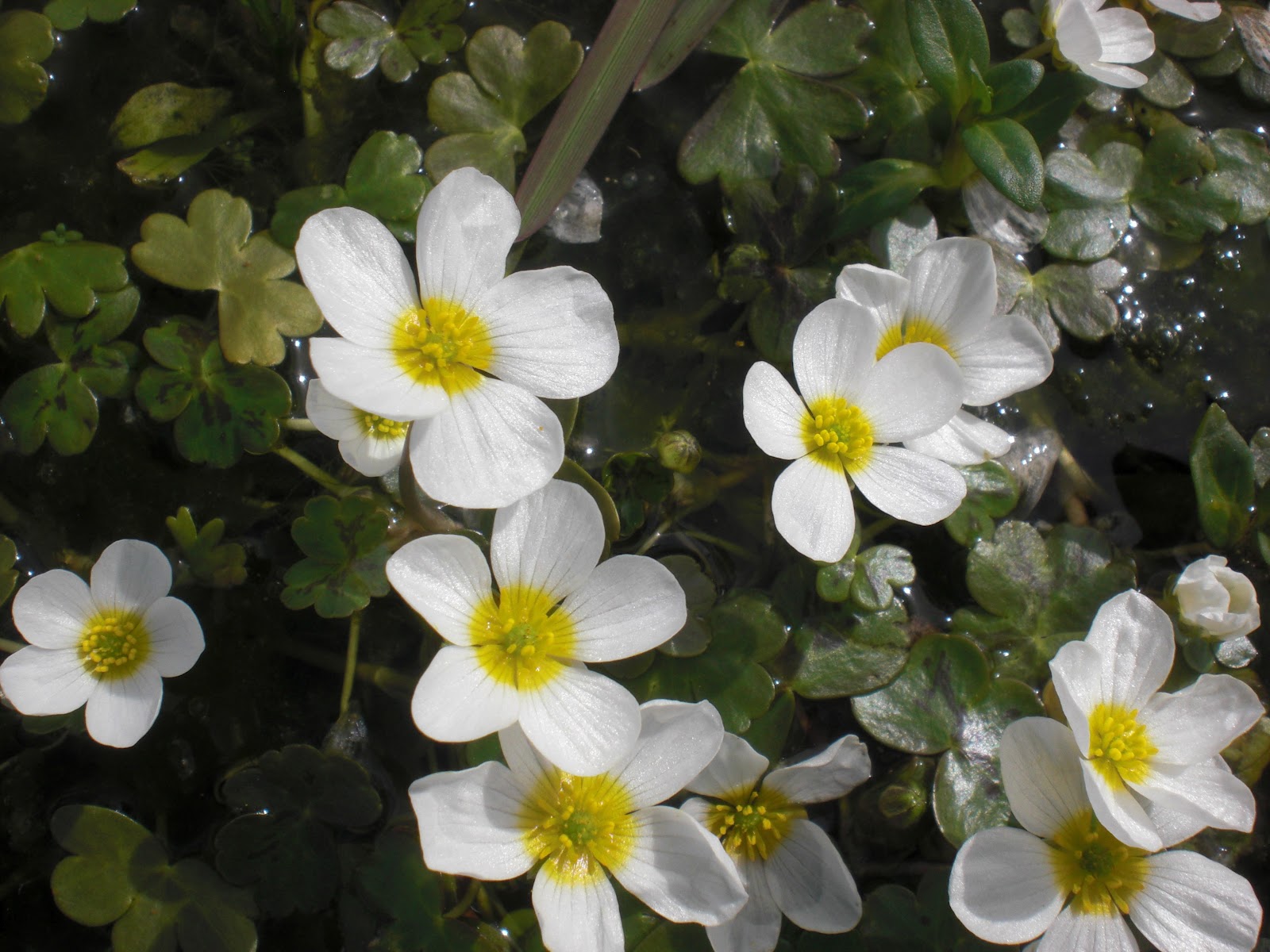Perfumes y luces de Extremadura: Ranunculus aquatilis. Familia ...