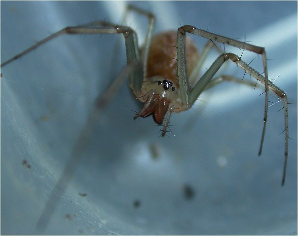 Arachnerds: Money Spiders - Linyphiidae