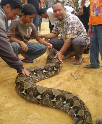 Animals World: Python Snake Found in Pool