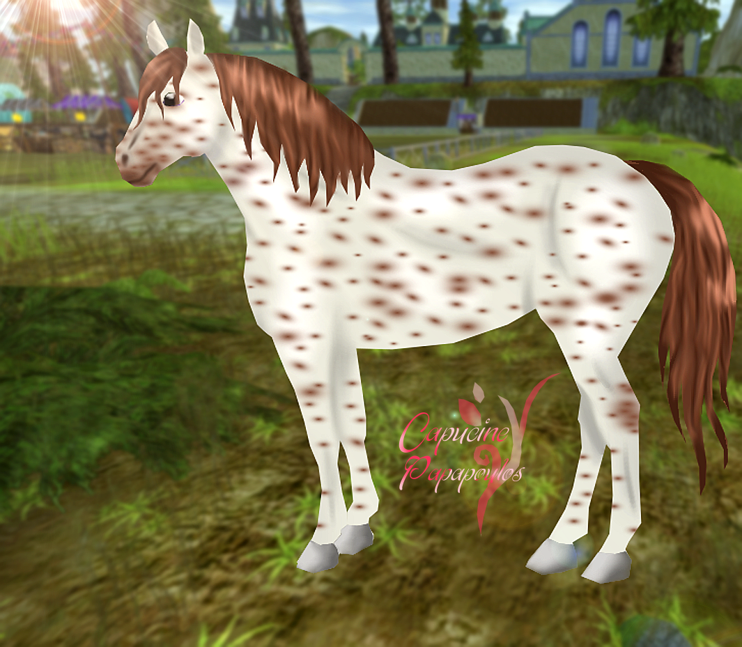 Capucine's Starstable: Appaloosa