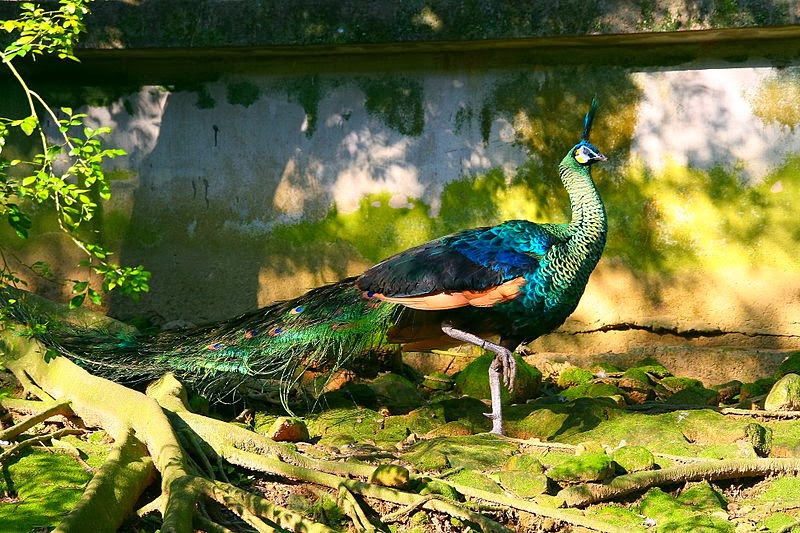 PEACOCK FACTS |The Garden of Eaden